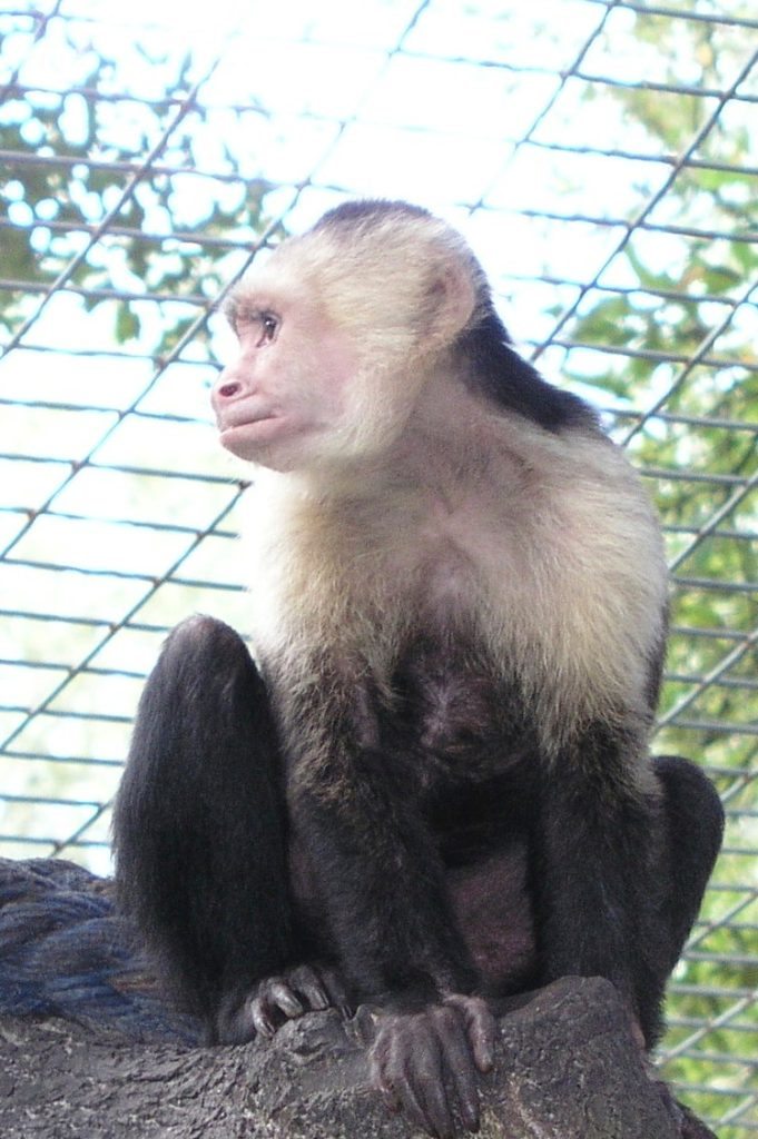 Capuchin Monkeys – Forest Animal Rescue