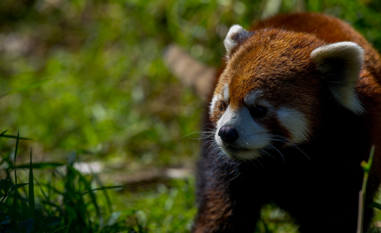 Guess what animals are arriving at the sanctuary soon? – Forest Animal ...