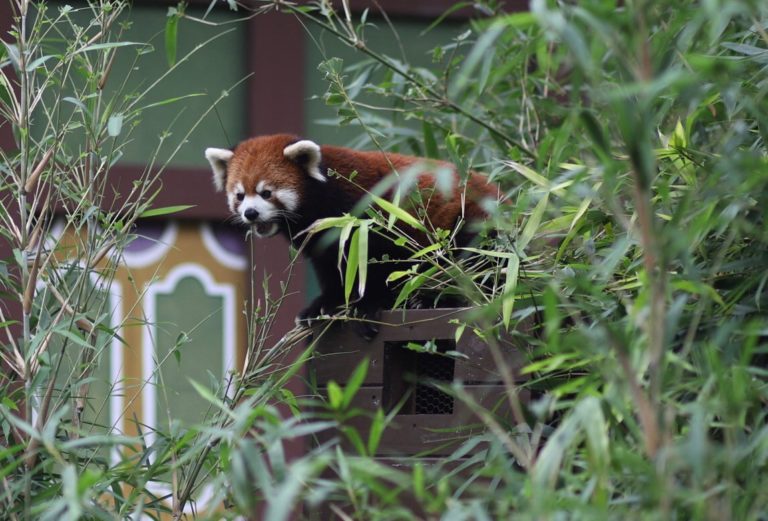 Guess what animals are arriving at the sanctuary soon? – Forest Animal ...