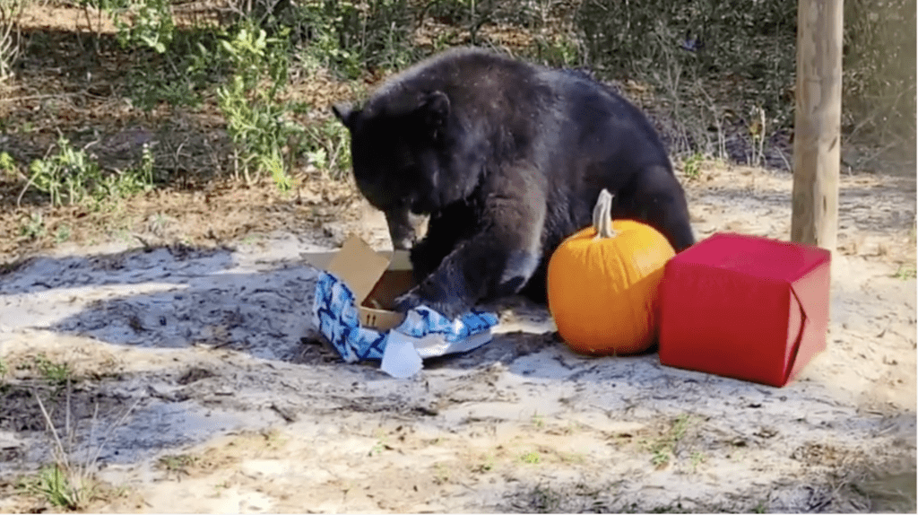 Forest Animal Rescue – Wild Animal Sanctuary