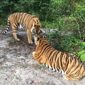 Forest Animal Rescue – Wild Animal Sanctuary