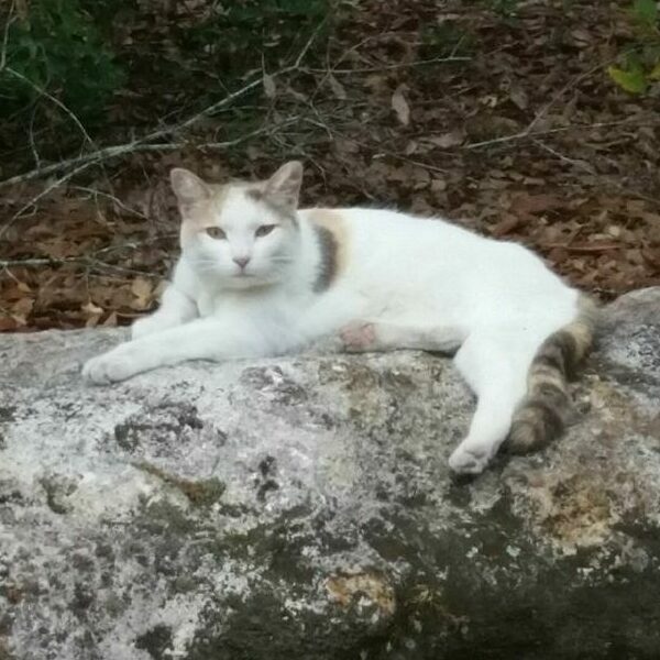 Forest Animal Rescue – Wild Animal Sanctuary